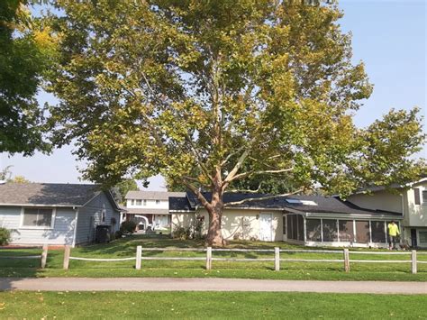 Benefits Of Proper Tree Pruning A Definitive Guide