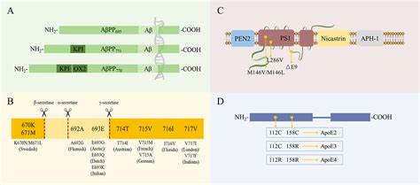 Most Common Isoforms Of And Or Mutations In Fad Or Ad Associated Download Scientific Diagram