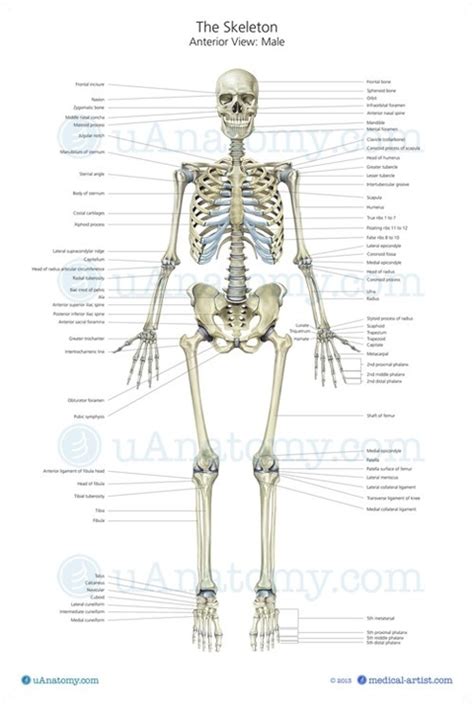 Human Skeleton Anatomy Chart Anatomy System Human Body Anatomy