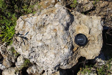 Finding Fossils Fossil Reefs Around Austin