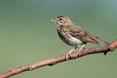 Tree Pipit Anthus Trivialis Stock Photo Image Of Gloucestershire British