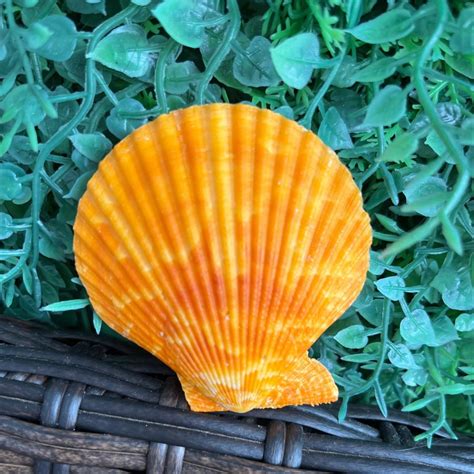 Shell Concha Do Mar Par 03 Elo7 Produtos Especiais