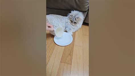 🔴 탄머리원데이 930월일정안내입니다 공주짱헤어샵 울산미용실 언양미용실 박다리미원장 탄머리 녹은머리 복구매직 탄머리복구 복구크리닉 Youtube