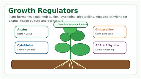 Growth Regulators In Plants Types Functions And Examples