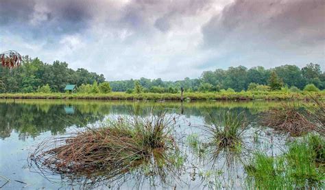 Ecosystem Restoration Ideas Stantec