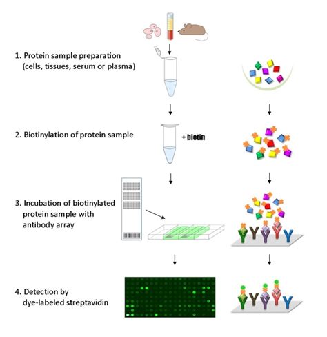 Tyrosine Phosphorylation Proarray Assay Service