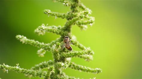 Honey Bee Nest Stock Video Footage For Free Download