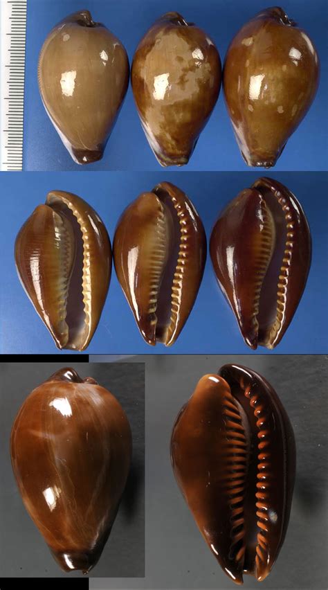 Microshells Erronea succincta adusta コゲクチグロキヌタ