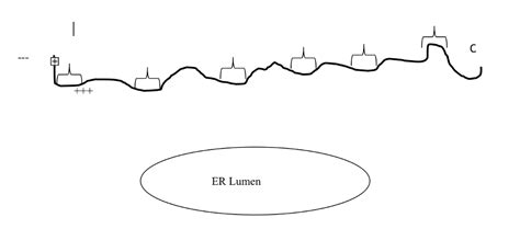 Solved 8 The Diagram Below Represents A Polypeptide With