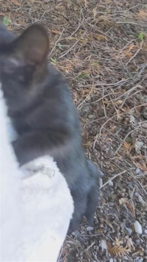 I Met A Stray Kitten On My Property This Morning Unfortunately This
