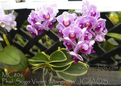 Phal Sogo Vivien Marginata Jc Aos Sogo Al Ice X Zuma Pixie