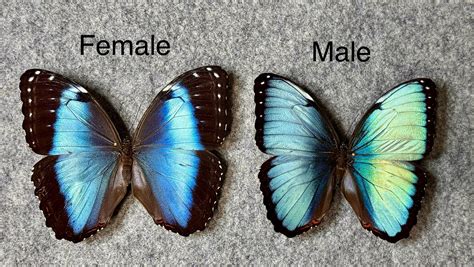 Female Blue Morpho Morphos Allure Variety And Endless