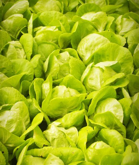 무료 이미지 식물 과학 기술 열 들 농장 꽃 무늬의 식품 생기게 하다 자라다 신선한 흙 산업의 정원 플로라 현대 온실 농토 상추 그린