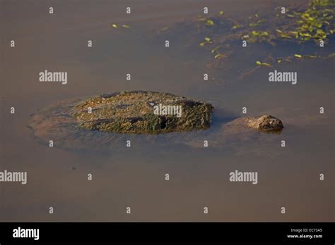 Snapping Turtle Chelydra Serpentina Mating Pair Stock Photo Alamy