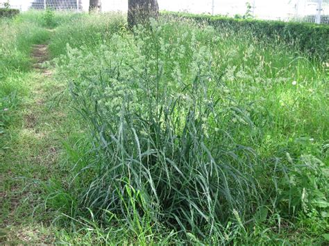 カモガヤ 山と公園市街地の植物図鑑