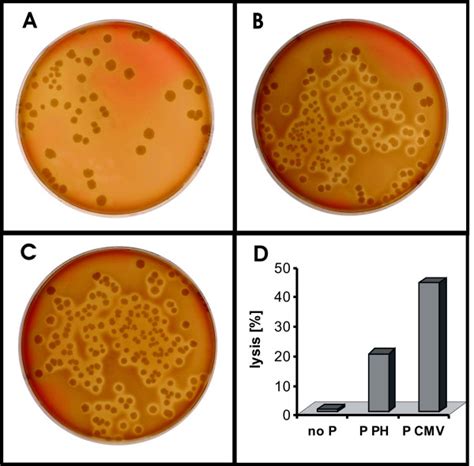 Expression Of Hemolysin Genes In E Coli Directed By Viral Promoters