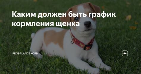 Каким должен быть график кормления щенка | Probalance. Про собак. Про ...