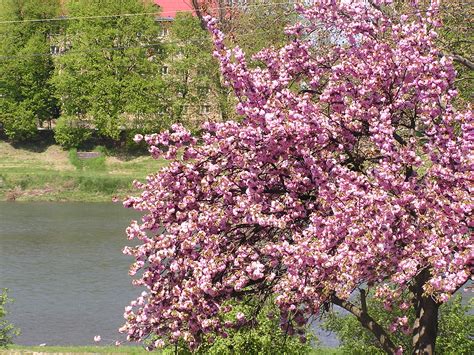 Басейнове управління водних ресурсів річки Тиса