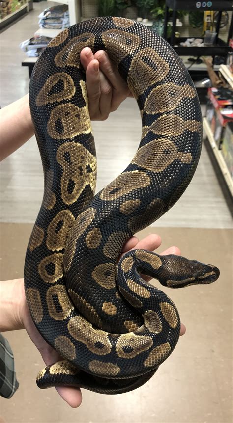 Python Regius Ball Python 2 Year Old Surrender Eve Pyt