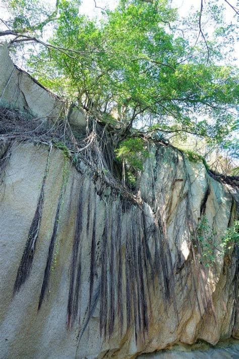 Banyan Aerial Roots Stock Image Image Of Trees Trunk 349245625