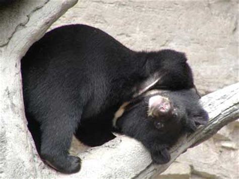 The Asian Black Bear It S Nature