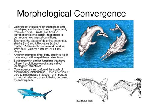 Ppt Macroevolution Powerpoint Presentation Free Download Id1194729