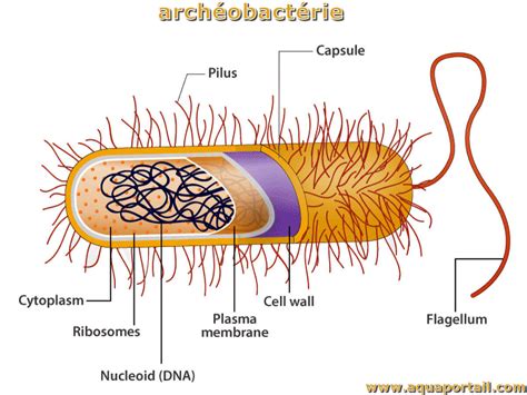 Les Bactéries Quest Ce Que Cest