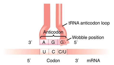 Simple Trna Anticodon