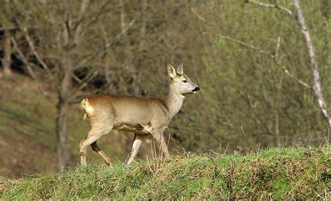 Mlada Srna Se Udomaćila U Kući Američke Obitelji Voli Spavati Na Kauču