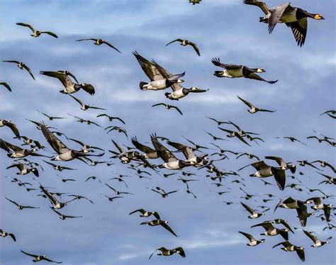 Marvellous Migration Wild Goose Festival