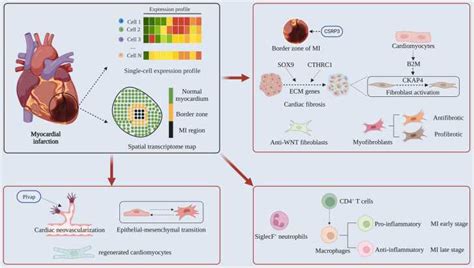 Single Cell And Spatial Transcriptomics Advances In Heart Development