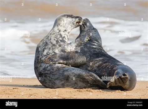 Animals In Love Wild Seal Lovers Having Sex On The Beach Passionate
