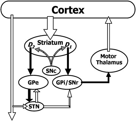 Basal Ganglia Circuit Diagram