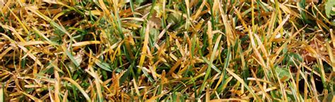Prevent Rust In The Lawn Melinda Myers