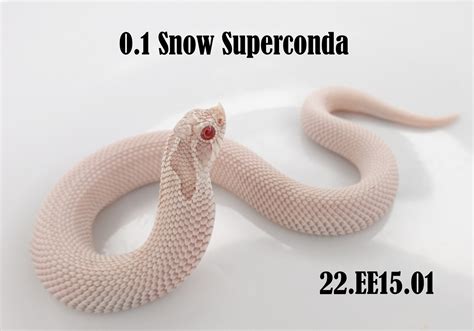 Lovely Snow Superconda Slim Ph Toffee Western Hognose By Ectotherm