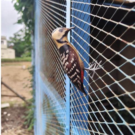 Jual Burung Pelatuk Beras Terlengkap And Harga Terbaru Juli 2026 Shopee