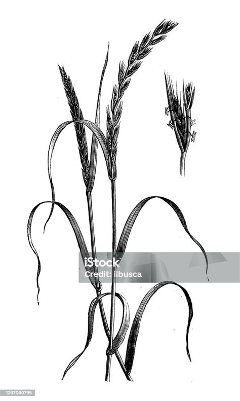Antique Botany Illustration Lolium Temulentum Darnel Stock Illustration
