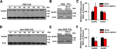 Synaptic Glua1 But Not Glua23 Is Upregulated In The Insular Cortex