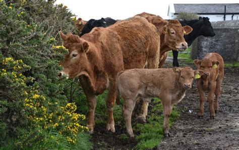 Inilah Tata Cara Bisnis Sapi Pedaging