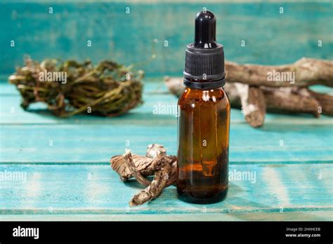 Valeriana Officinalis Valerian Essential Oil Medicinal Plant Stock