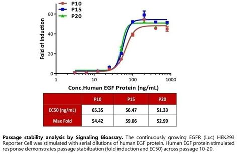 The Intersection Of Carcinogenic Signaling Pathways