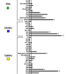 The Lectin Binding Profiling Of Human Sperm The Sperm Lectin Binding Download Scientific