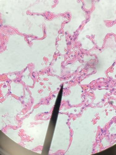 Histology Slides Practical 1 Flashcards Quizlet