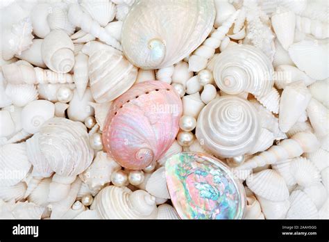 Freshwater Pearls And Shells At Benjamin Marcial Blog