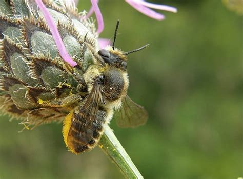Leafcutter Bee Garden Junkie