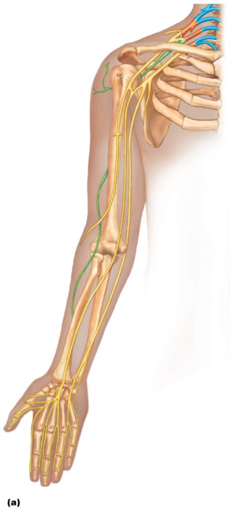 Nerve Quiz Diagram Quizlet