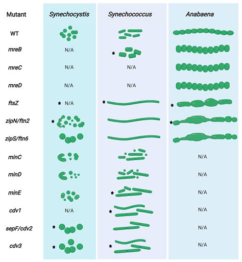 Structural Determinants And Their Role In Cyanobacterial Morphogenesis