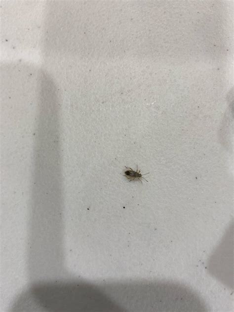 Eastern Oregon Bug What Is It R Whatsthisbug