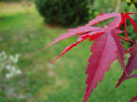 배경 화면 자연 빨간 분기 녹색 가을 플로라 식물학 육상 식물 꽃 피는 식물 우디 식물 닫다 관목 매크로 사진 3072x2304px 잔디 가족