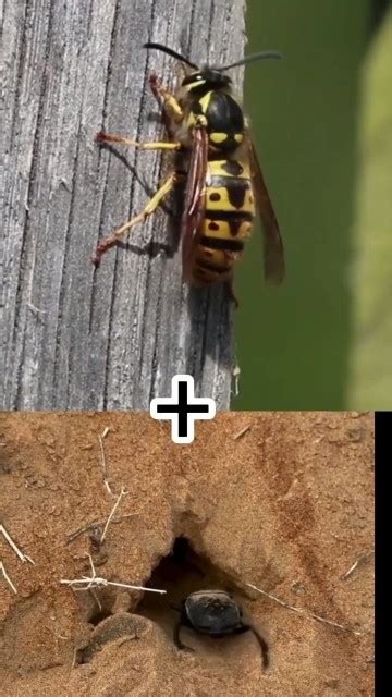 Hybrid Insects Cockroach Ant Beetle Butterfly Grasshopper Insects